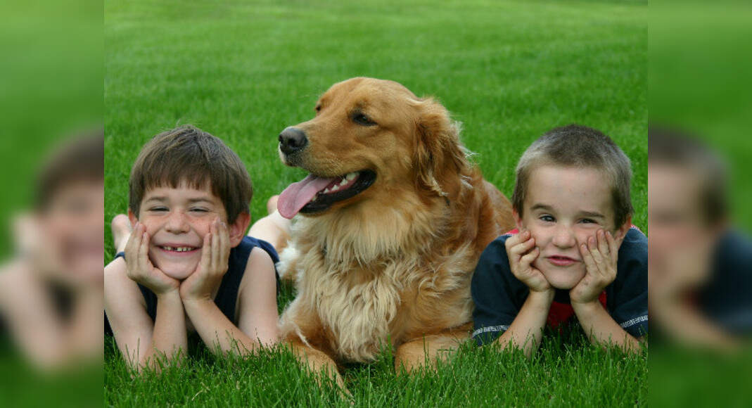 Can humans help dogs’ problem-solving ability? - Misskyra.com