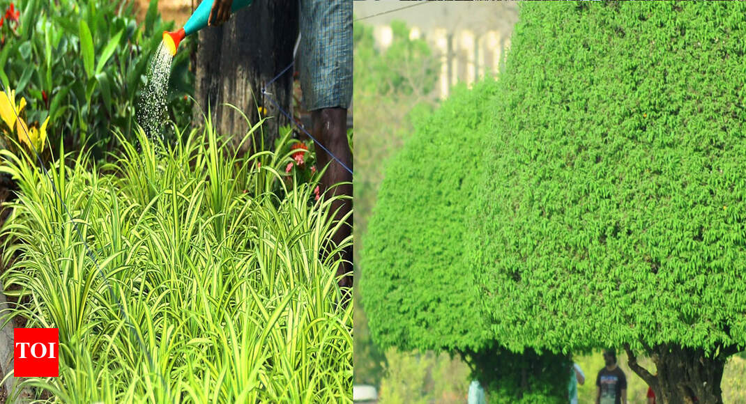 sapling: HC: How can sapling replace fully grown tree? | Delhi News ...