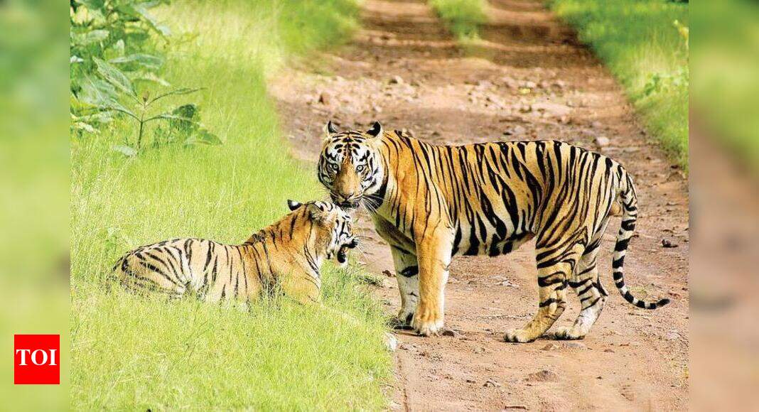 No returning to the wild for problem tiger captured from Sindewahi ...