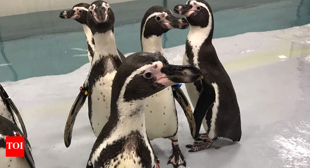 Zoo: Stork pays a visit: Zoo penguin lays egg, another on the way ...