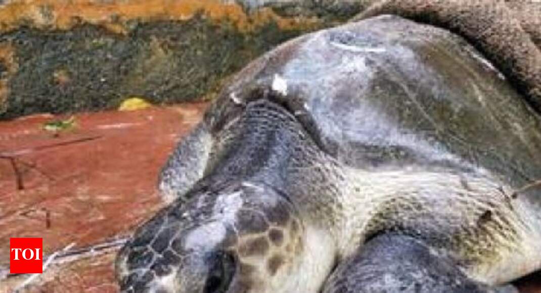 Disabled turtle gets ready for 2nd innings at rehabilitation centre ...