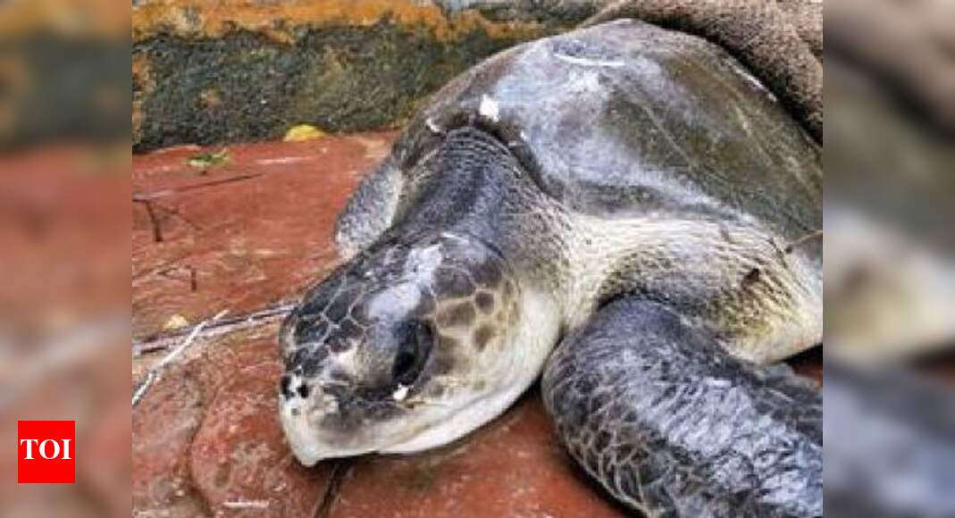 Disabled turtle gets ready for 2nd innings at rehabilitation centre ...