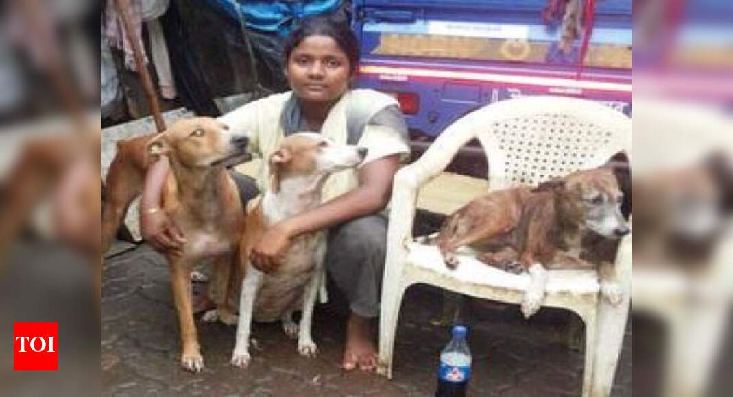A dog’s life for strays in heavy rain | Mumbai News - Times of India