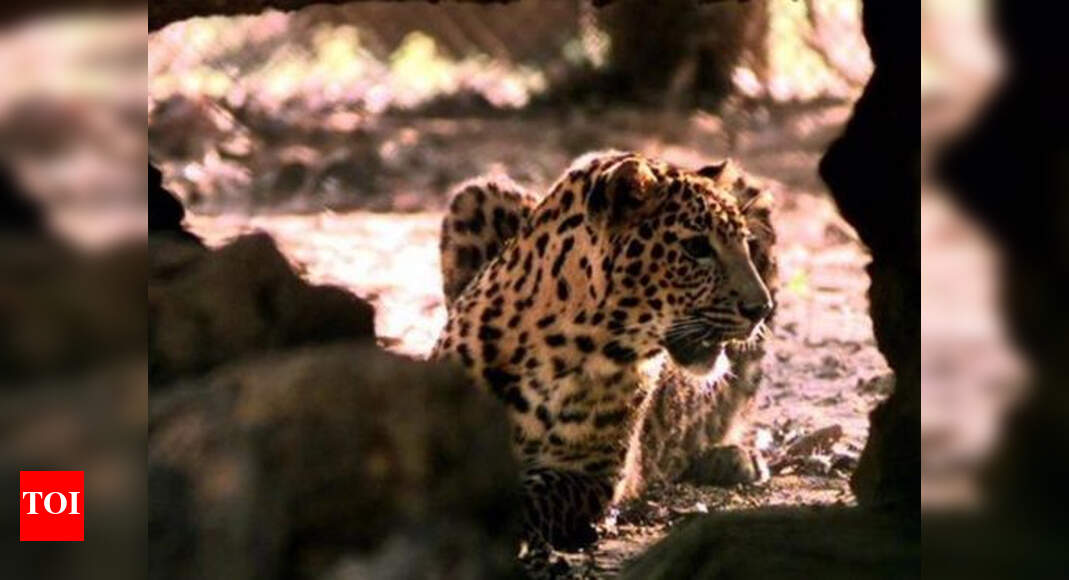 Leopard, injured in attack by cows, dies | India News - Times of India