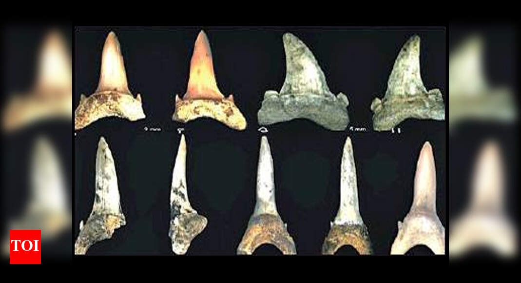 47 Million-Year-Old Marine Life Fossils: 47 million-year-old marine ...