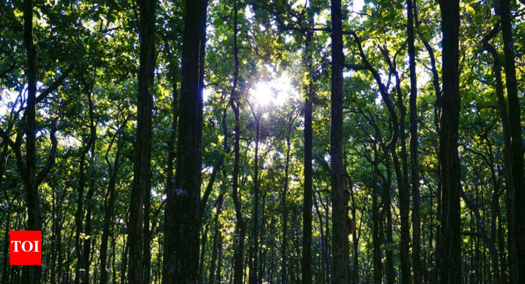 India’s fringe forests are 'degrading and depleting due to over ...