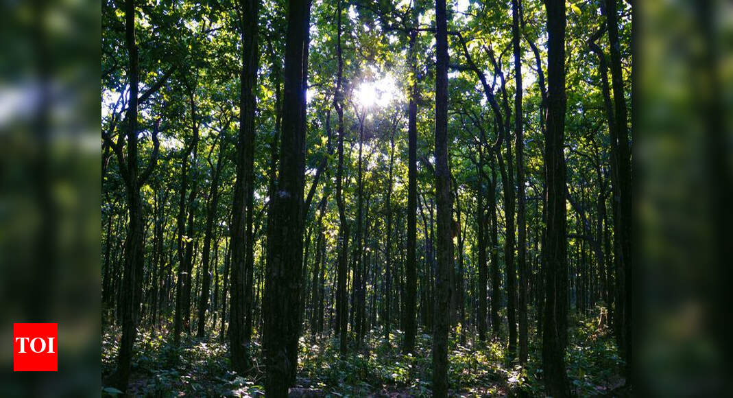 India’s fringe forests are 'degrading and depleting due to over ...