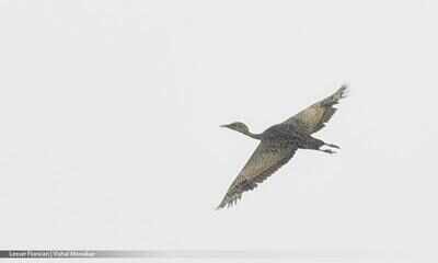 Endangered bird sighted in Gurugram | Gurgaon News - Times of India
