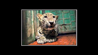Leopard: Forest officials rescue leopard from well near Shirur taluka ...