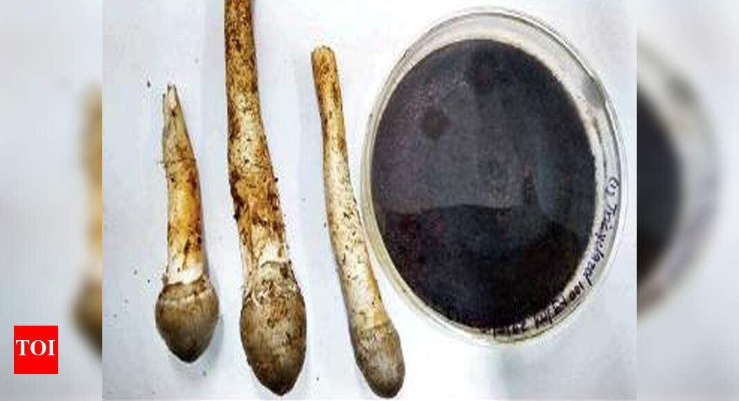 Mushroom: Goan mushroom variety can aid fight against cancer: Study ...