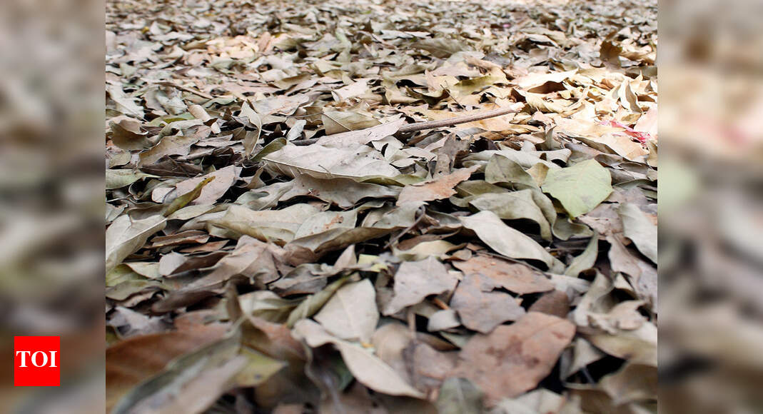 Horticulture: Municipal Corporation to convert dry leaves to manure ...