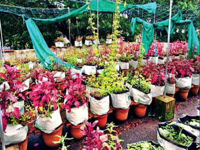 Kerala Kitchen Garden | Fasci Garden