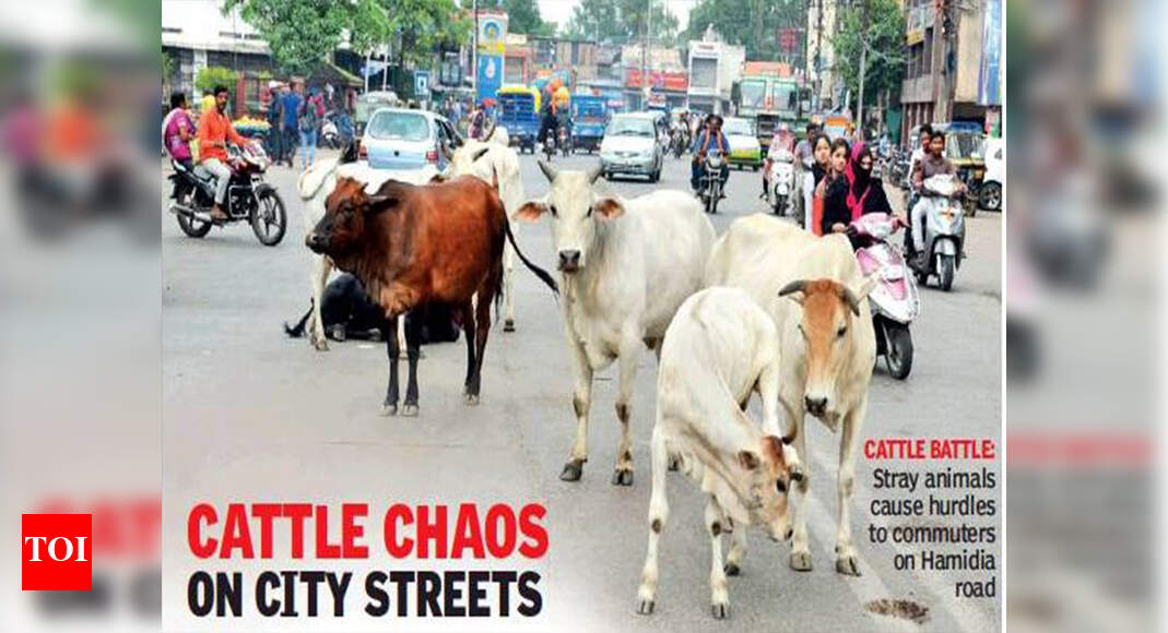 Stray animals cause 10% accidents on Bhopal roads | Bhopal News - The ...
