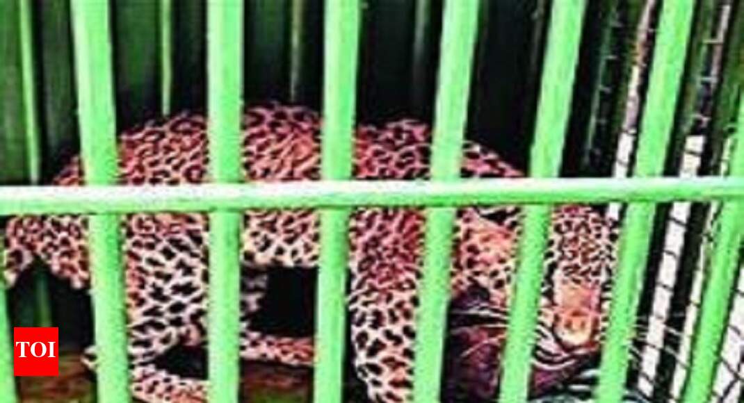 Rescued leopard brought to Hyderabad zoo, treated for injuries ...