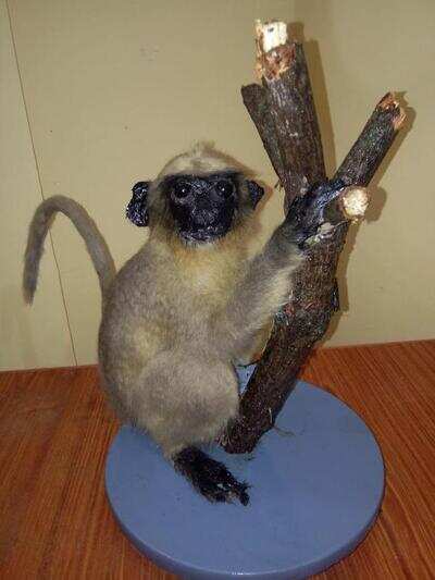 Electrocuted monkey stuffed, preserved in museum | Hubballi News ...