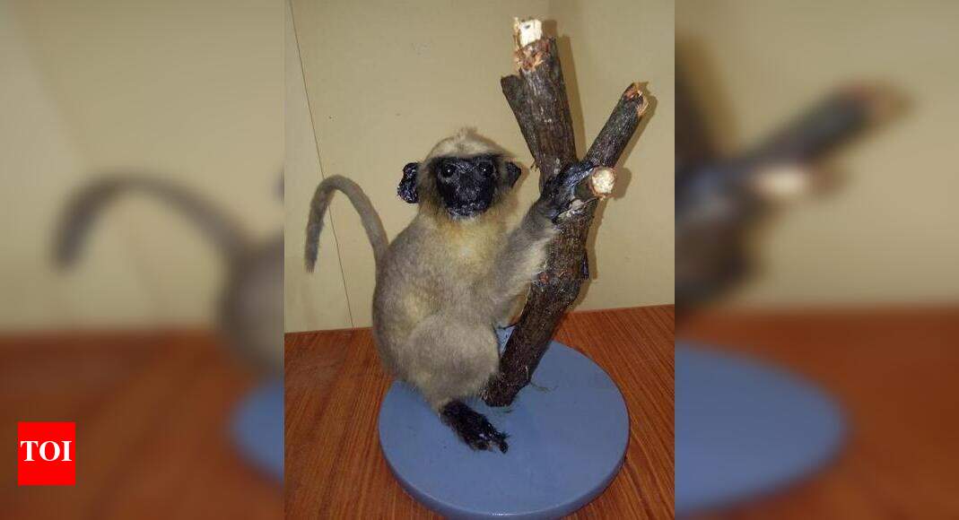 Electrocuted monkey stuffed, preserved in museum | Hubballi News - Times of India