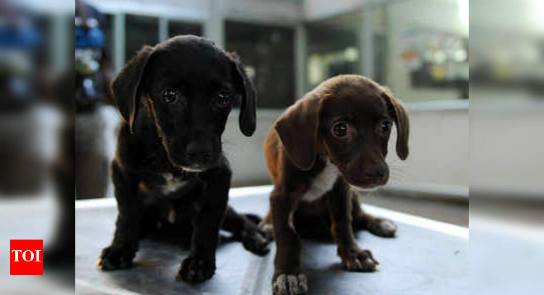 Therapy dogs may help treat ADHD symptoms: Study - Times of India