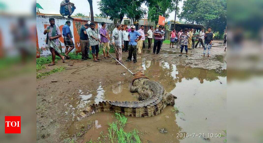 11-foot crocodile among four rescued in 24 hours in Vadodara | Vadodara ...