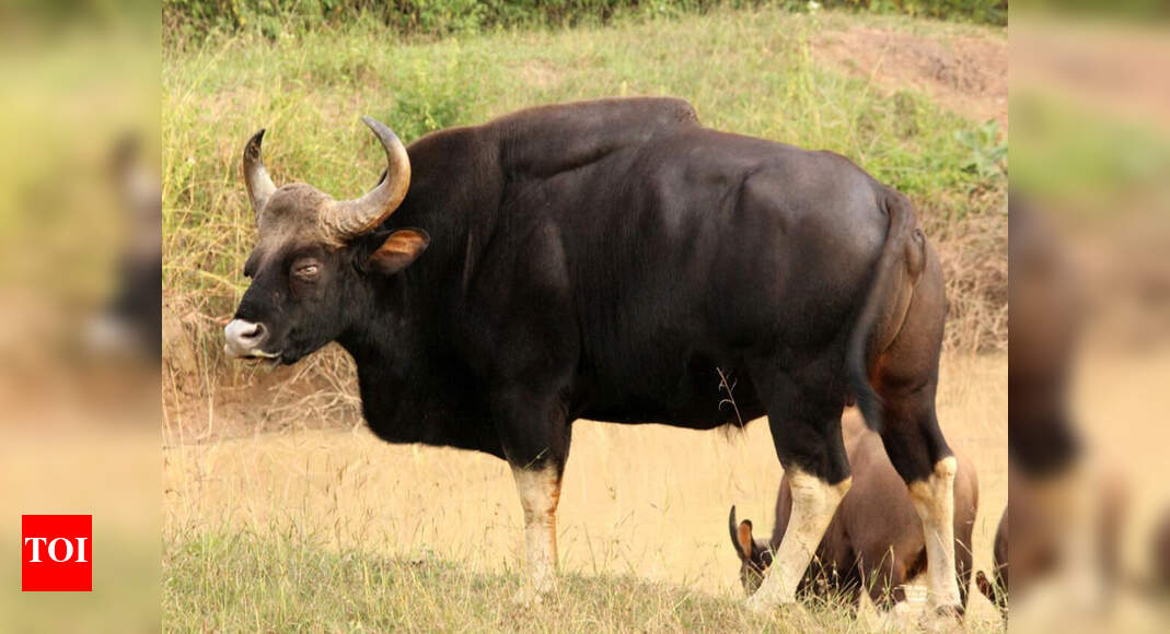 Gaur: Indian gaur rescued from well after 6-hour operation | Trichy ...