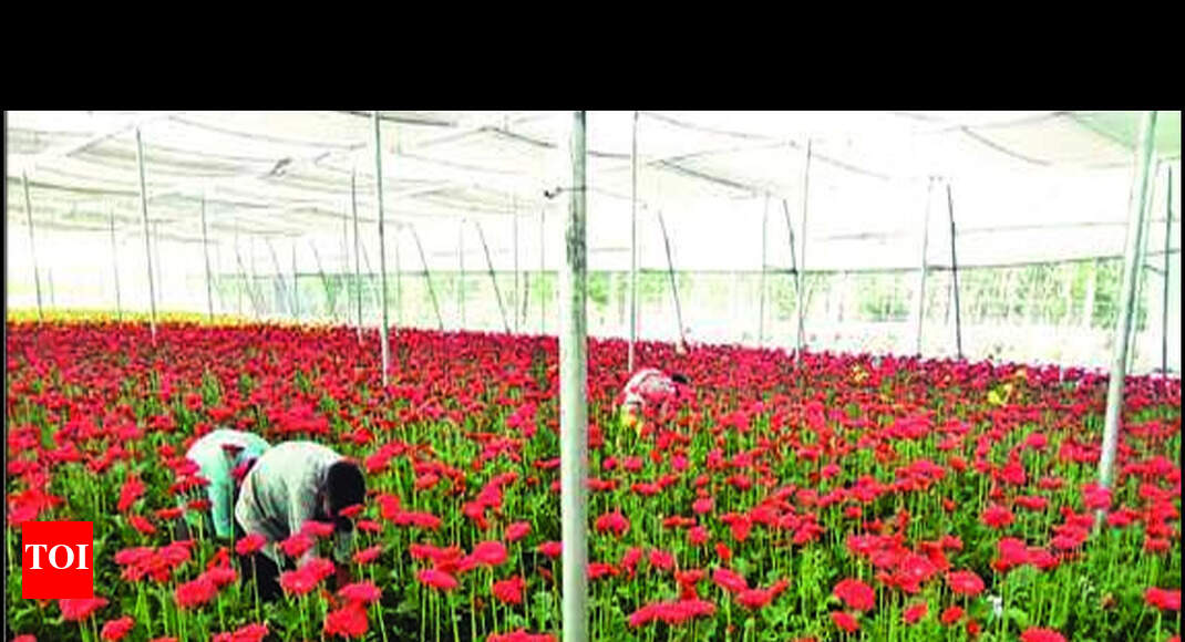 polyhouse farming a boon for flower: Polyhouse farming a boon for ...
