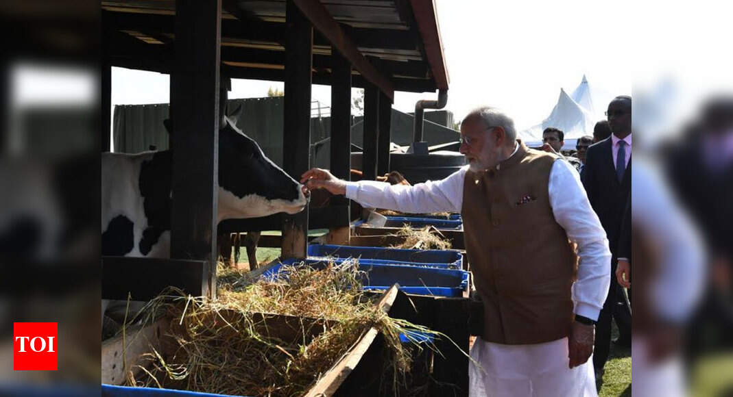 Why PM Modi gifted 200 cows to Rwanda | India News - Times of India