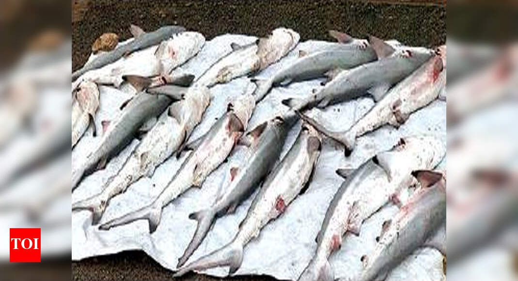 Solar shrimps, shark bring joy to fish markets | Goa News - Times of India