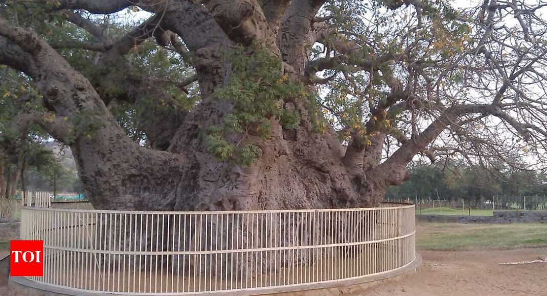 ASI conducts health check up of 430-year-old baobab tree of Golconda ...