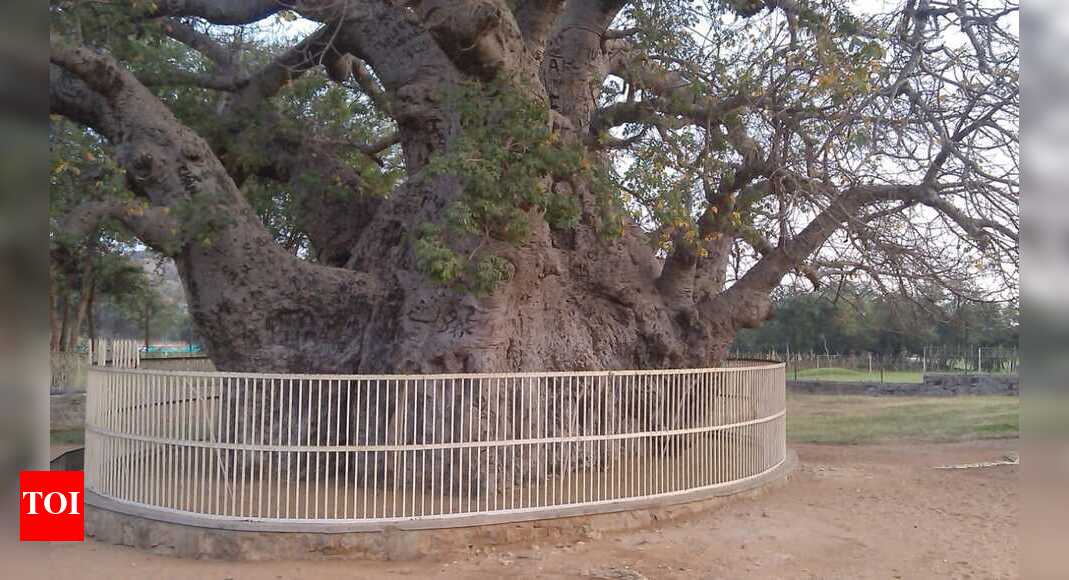ASI conducts health check up of 430-year-old baobab tree of Golconda ...