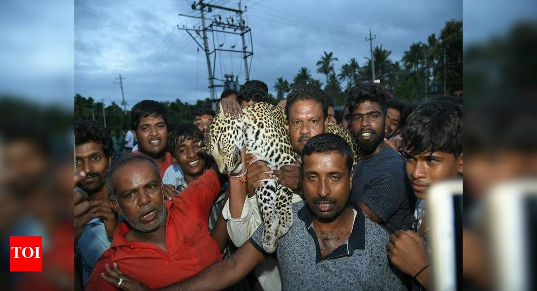 Mysuru Leopard: Mysuru: Leopard cub dies during rescue operation ...