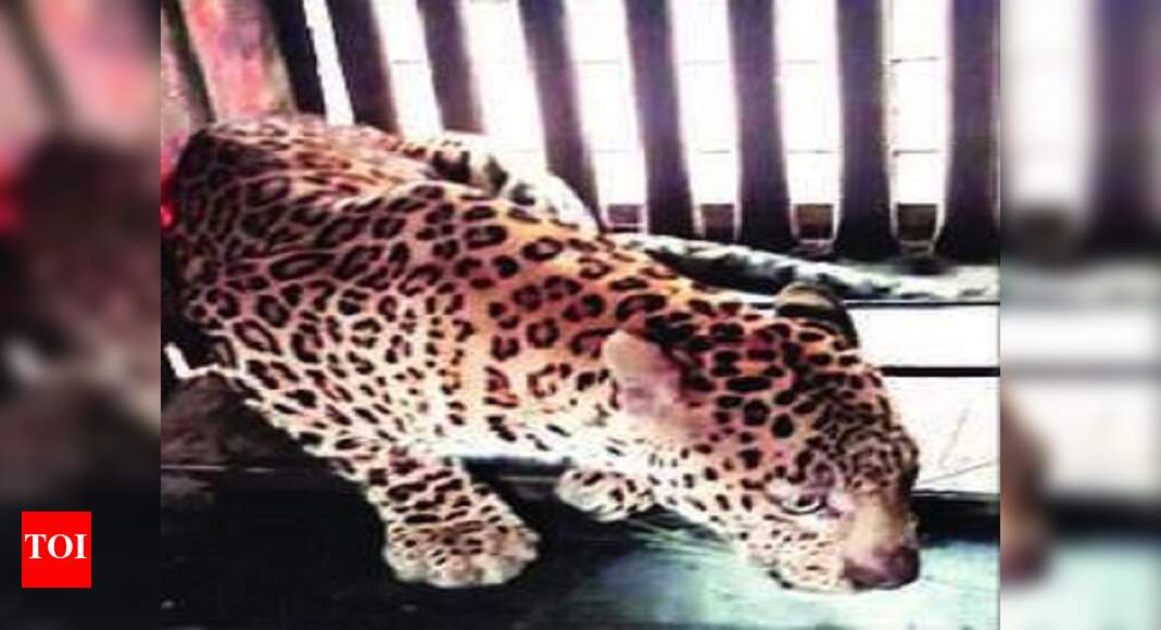 3-year-old male leopard trapped in cage at Daund | Pune News - Times of India