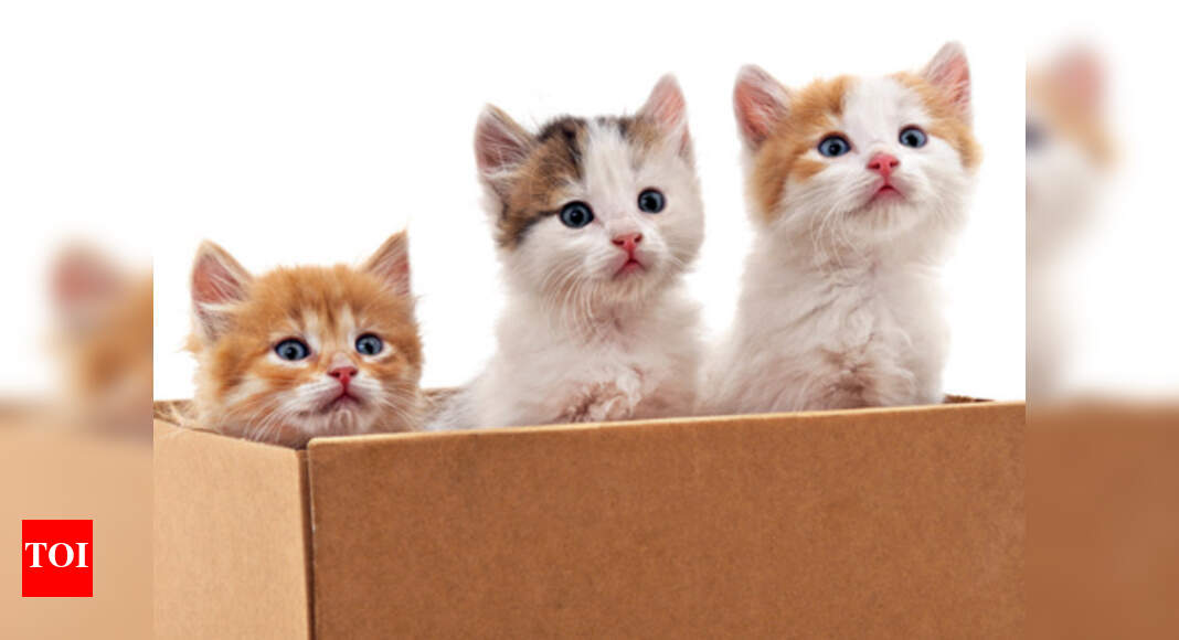 Welcoming kittens at home? Here’s a guide - Times of India