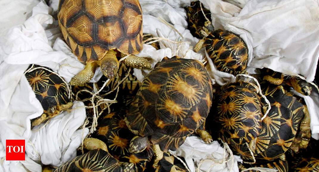 baby tortoises: Passenger abandons baby tortoises at airport, scoots ...