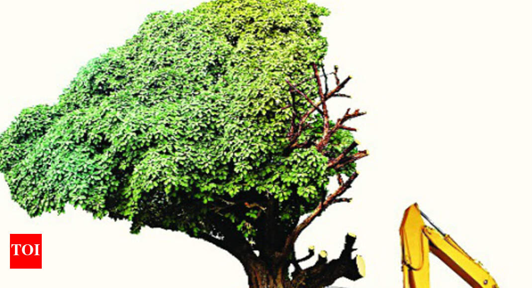 Cut down dead trees: Forest minister | Dehradun News - Times of India