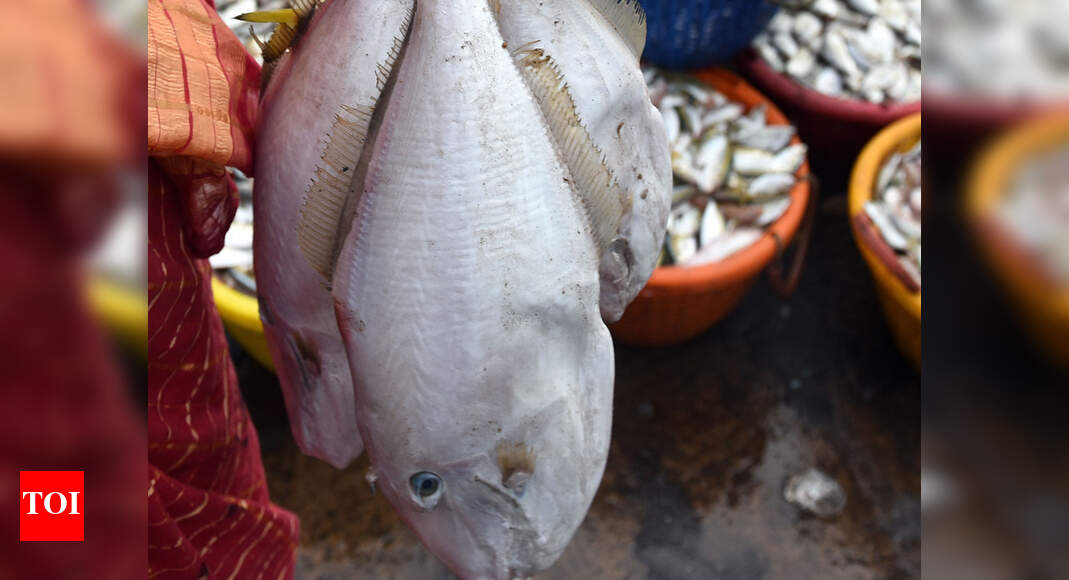 Formalin Fish: Formalin in fish issue raised in Lok Sabha | Goa News ...