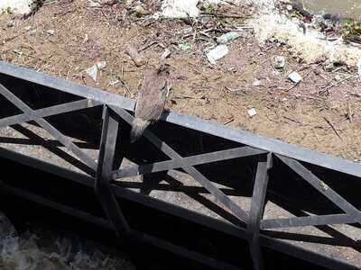 Peahen rescued from Upper Anaicut in Trichy | Trichy News - Times of India