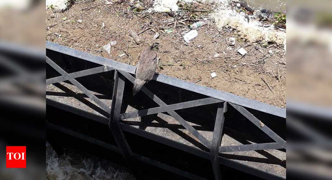 Peahen rescued from Upper Anaicut in Trichy | Trichy News - Times of India