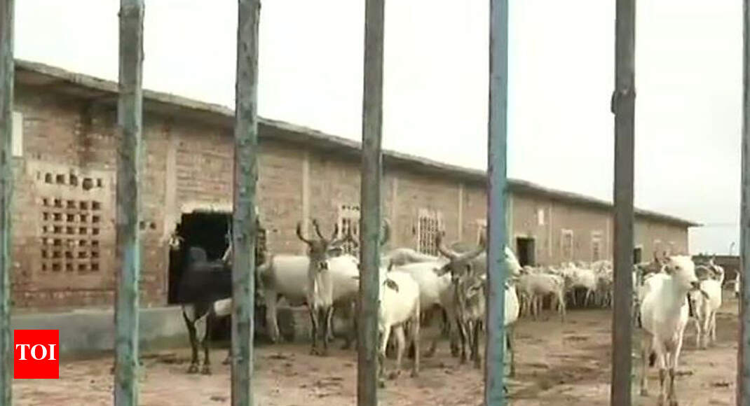 36 cows dead: 36 cows found dead at cowshed in Dwarka, Delhi govt ...
