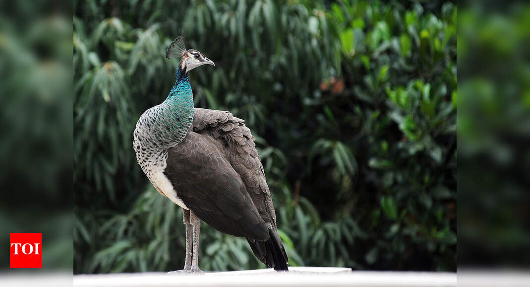 Peahen rescued from upper Anaicut in Trichy | Trichy News - Times of India