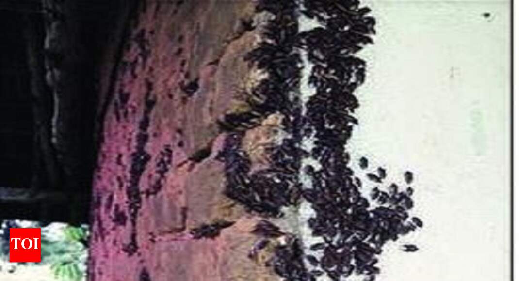 'Stinking' insects take over Uttara Kannada village | Hubballi News ...