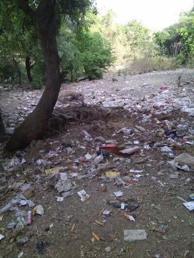 URGENT! Garbage breeds Pigs,Mosquitoes,viruses. - Times of India