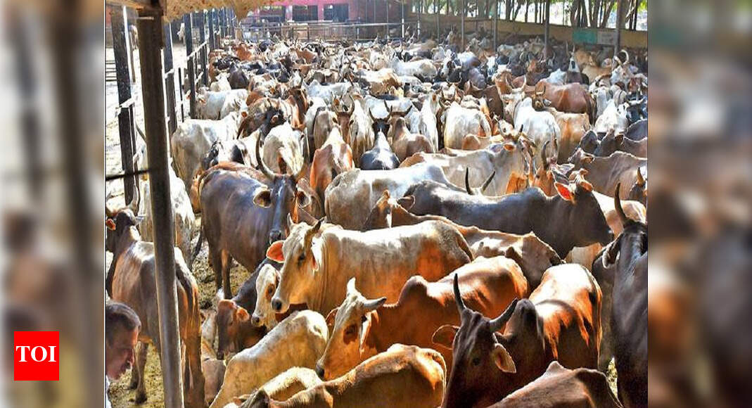 Cattle Pound: Removed from streets, cattle stuffed in overcrowded ...