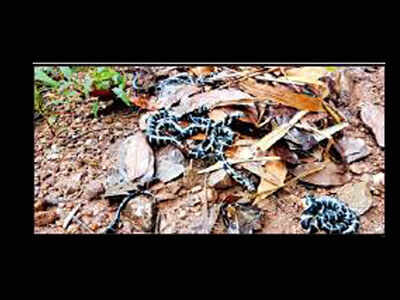 23 king cobra hatchlings released in forest | Kozhikode News - Times of ...
