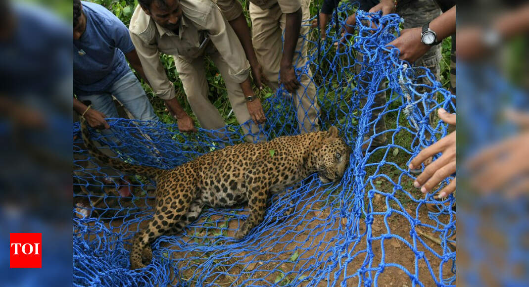Big Cat Rescued: Karnataka: Leopard gets stuck in trap laid for wild boars, rescued | Mysuru ...
