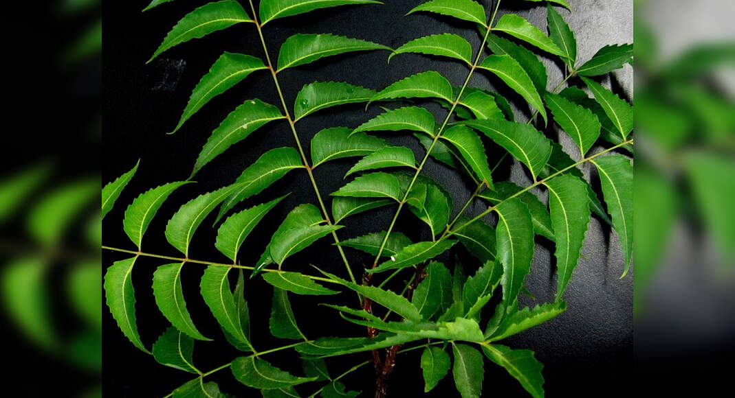9 ways the good old 'Neem' can help you stay healthy in monsoon