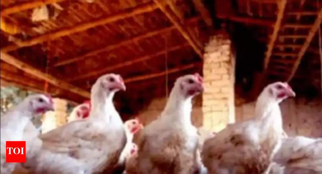 Drunk man, too hungry to wait, eats a chicken alive | India News ...