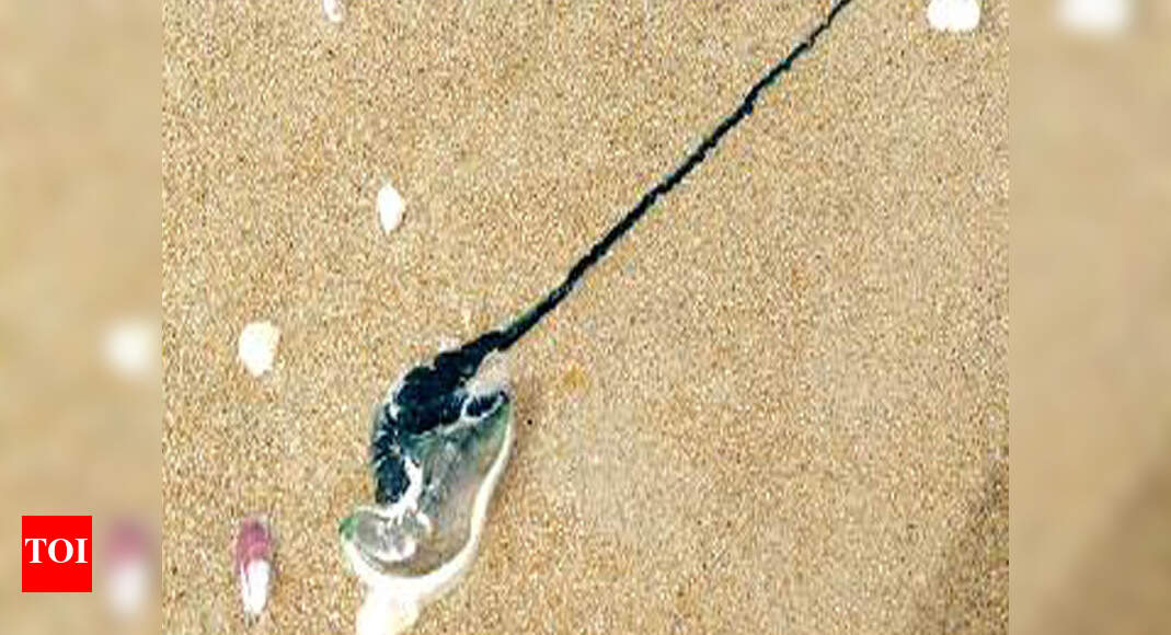 ‘Floating terror’ surfaces on Goa coast | Goa News - Times of India