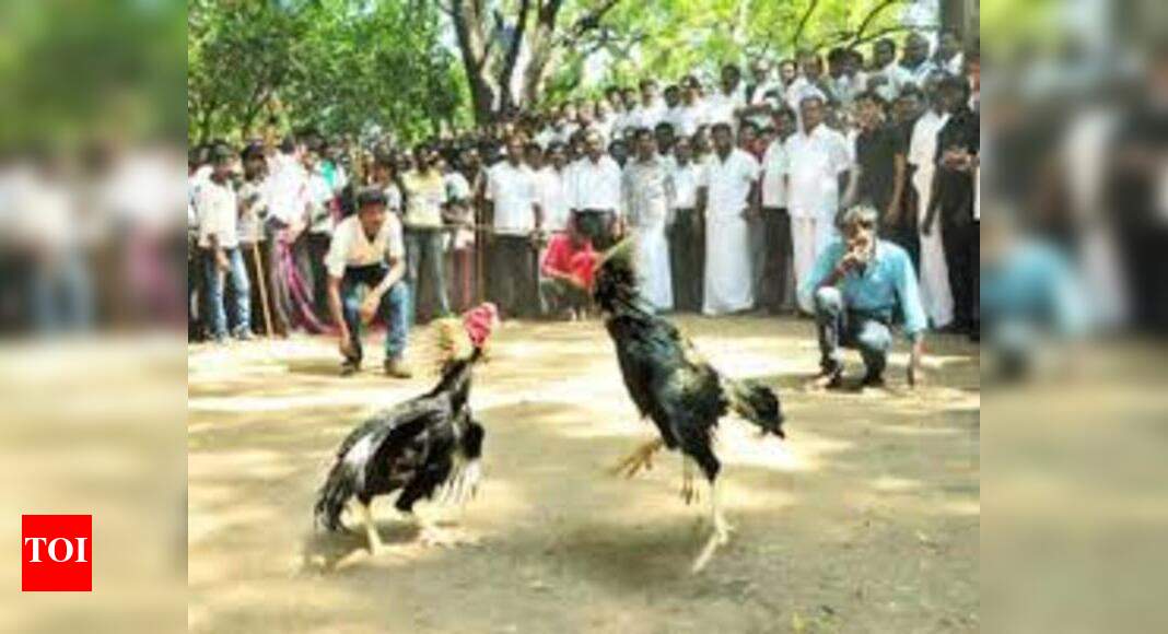 Two spectators injured during rooster fight in TN | Coimbatore News ...