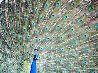 National birds are being poisoned in Gujarat farms | Ahmedabad News ...