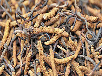 Keeda jadi collection down, claim villagers, blame it on climate change ...