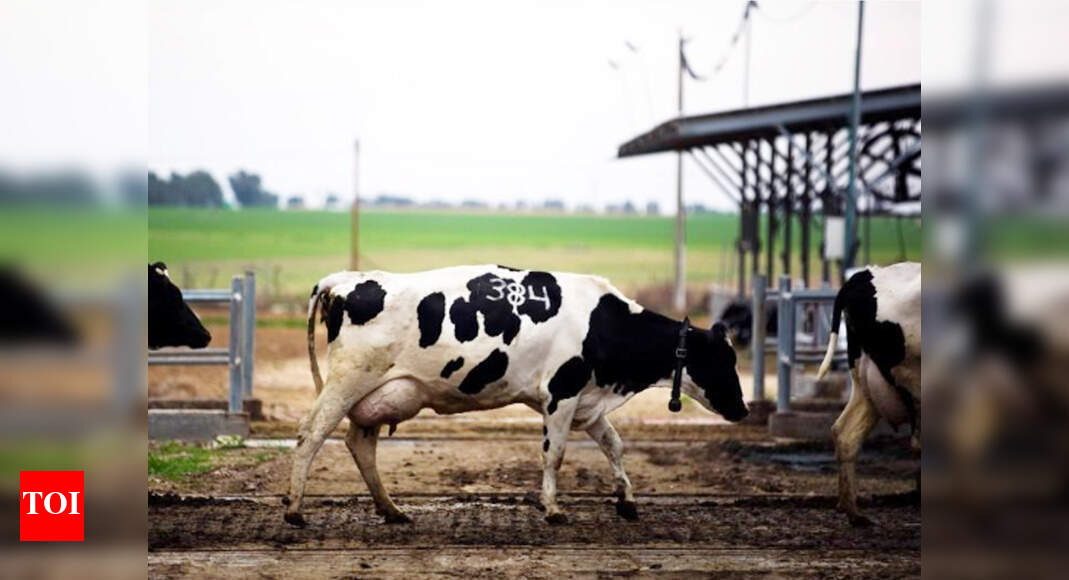 Army to give up cows in military farms for Rs 1,000 each | India News ...